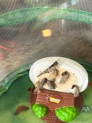Amazon.com: Painted Lady Butterfly Kit - Habitat, STEM Journal ...
