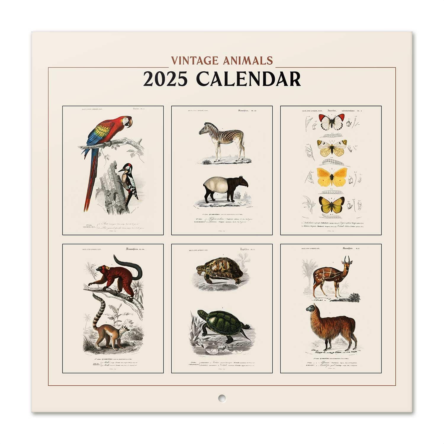 Grupo Erik Wall Calendar 2025 – Vintage Animals | 12″ x 12″ Square ...