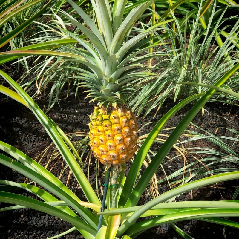 Amazon.com : 2 Sugarloaf Pineapple Plants Live 4 to 6 Inch Tall, Sweet ...