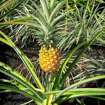 Amazon.com : 2 Sugarloaf Pineapple Plants Live 4 to 6 Inch Tall, Sweet ...