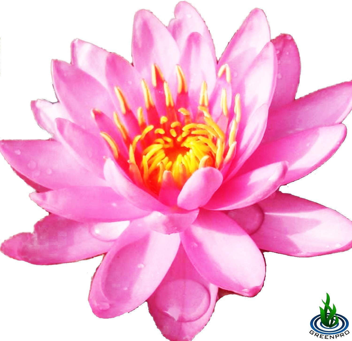 Amazon.com : Live Water Lily Tuber Nymphaea Perry's Fire Opal Pink Red ...