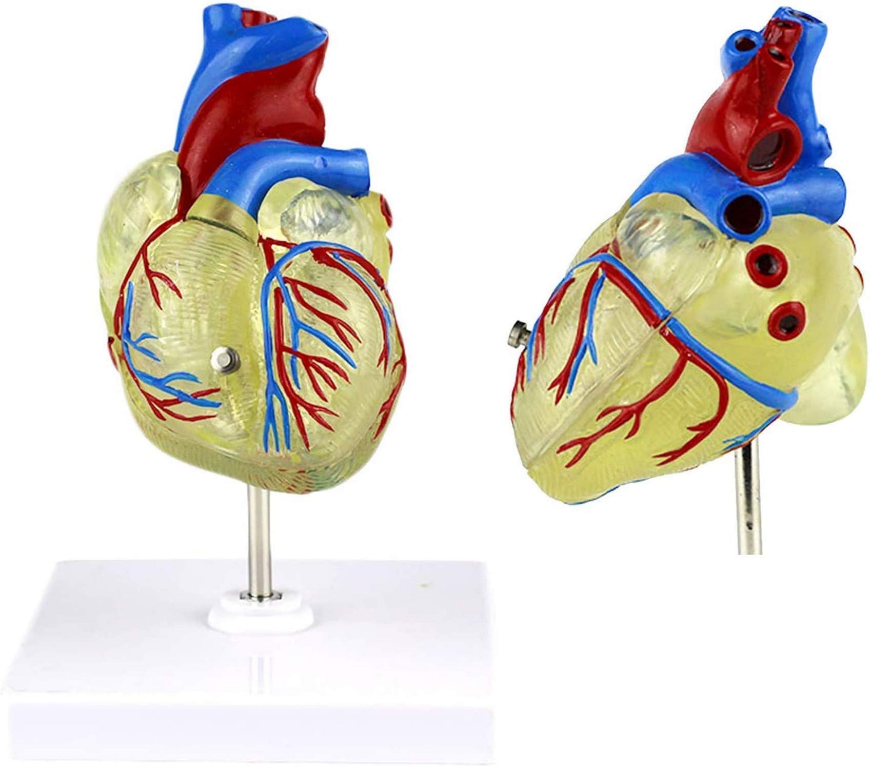 1 1 Human Heart Model Transparent Human Heart Model Heart | Desertcart OMAN