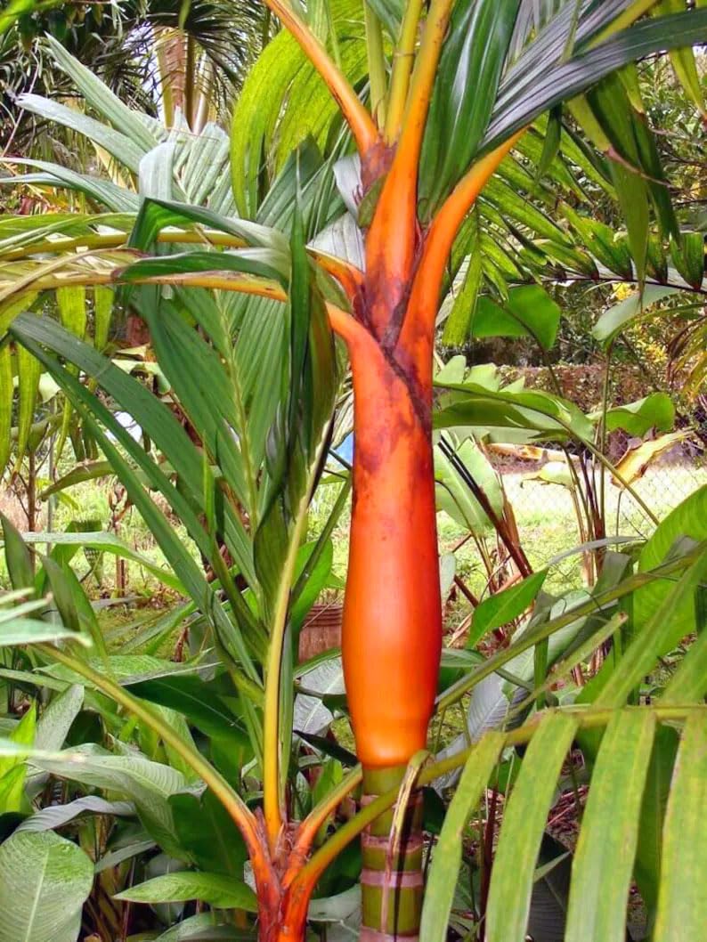 Amazon.com : Areca Vesteria Palm Seeds (20 Count) : Patio, Lawn & Garden