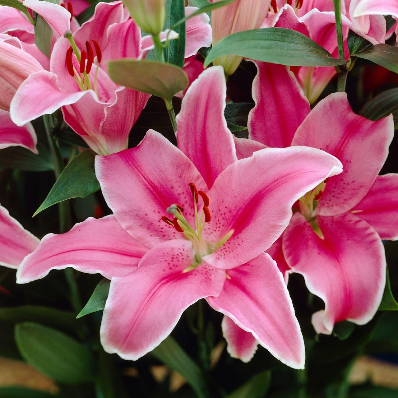 Amazon.com : Votaniki Lily Oriental Marlon - Perennial Lily Flowering ...