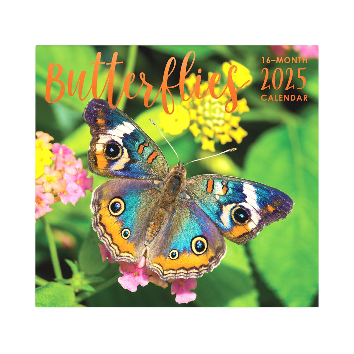 Snapklik.com : Butterflies 2025 Full Size Wall Calendar For Planning