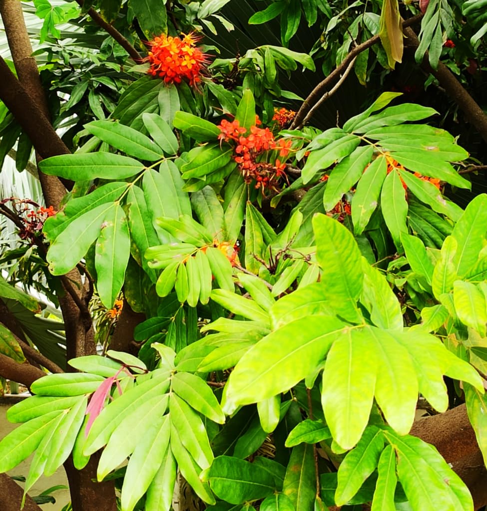 Sita Ashok Tree Saraca Ashoka Flower Plant (pack of 1) : Amazon.in ...