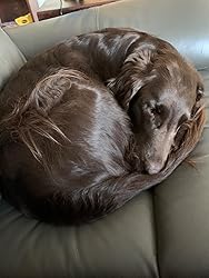 Protexin - Pro-Kolin for dogs and cats - Probiotic paste to support the ...