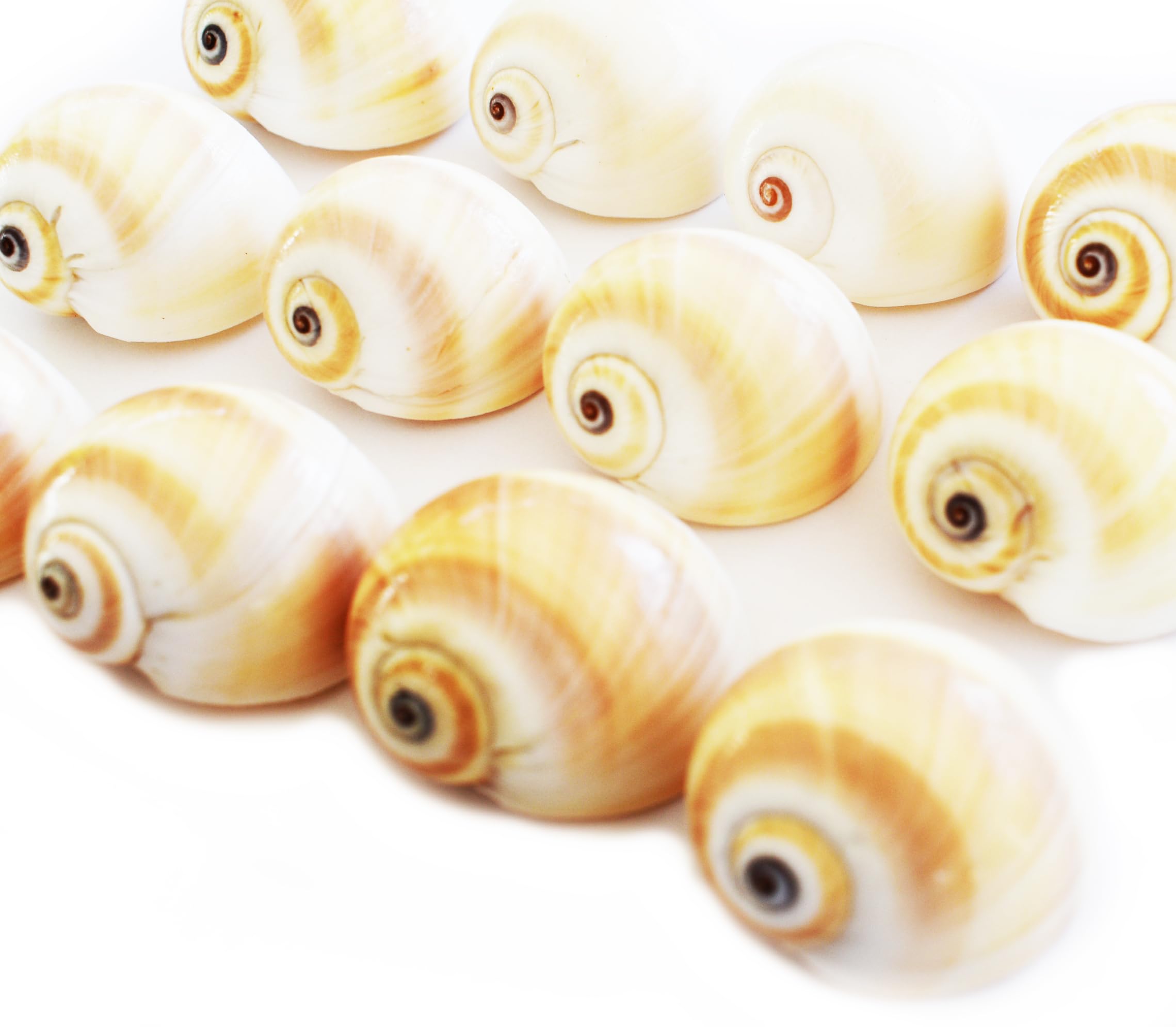 Amazon.com : 12 Beautiful Small Shark Eyes Moon Shells Seashells (1-1.5 ...