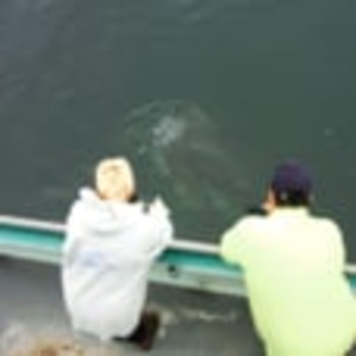 CRESLI Great South Channel videos - App on Amazon Appstore