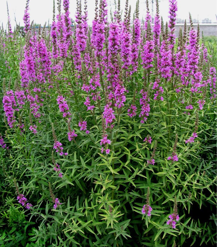 Amazon.com : 300 Pink Winged Loosestrife Lythrum Alatum Flower Seeds ...