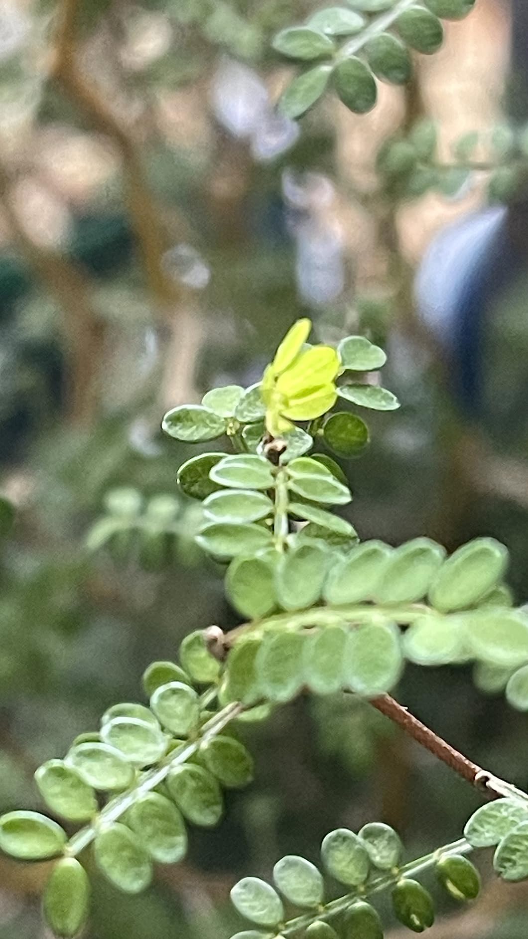 Amazon.co.jp: Sophora Prostrata Little Baby No. 5 Pot, Sold as 1 (Plant ...