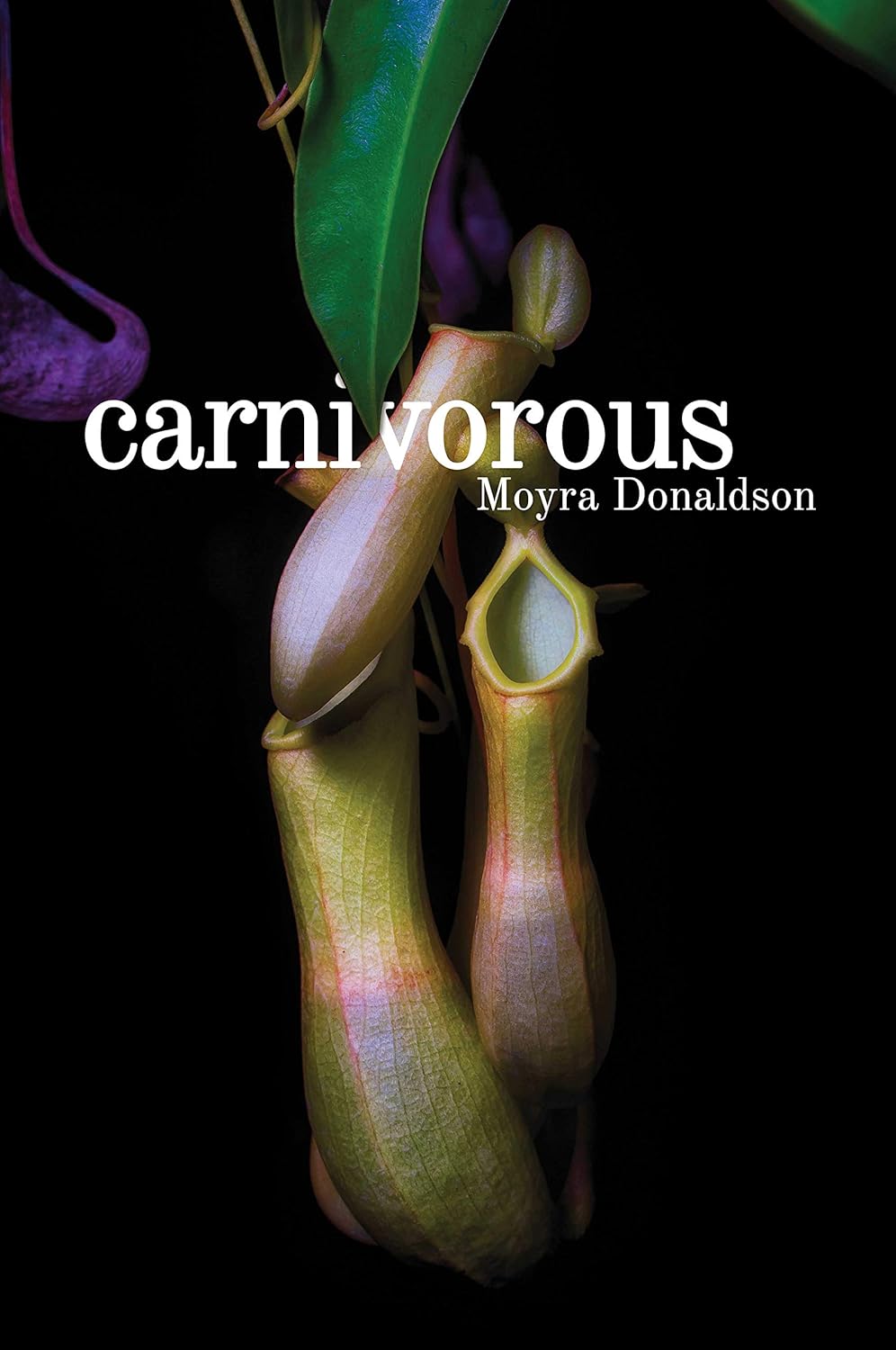 Carnivorous: Amazon.co.uk: Moyra Donaldson: 9781907682681: Books