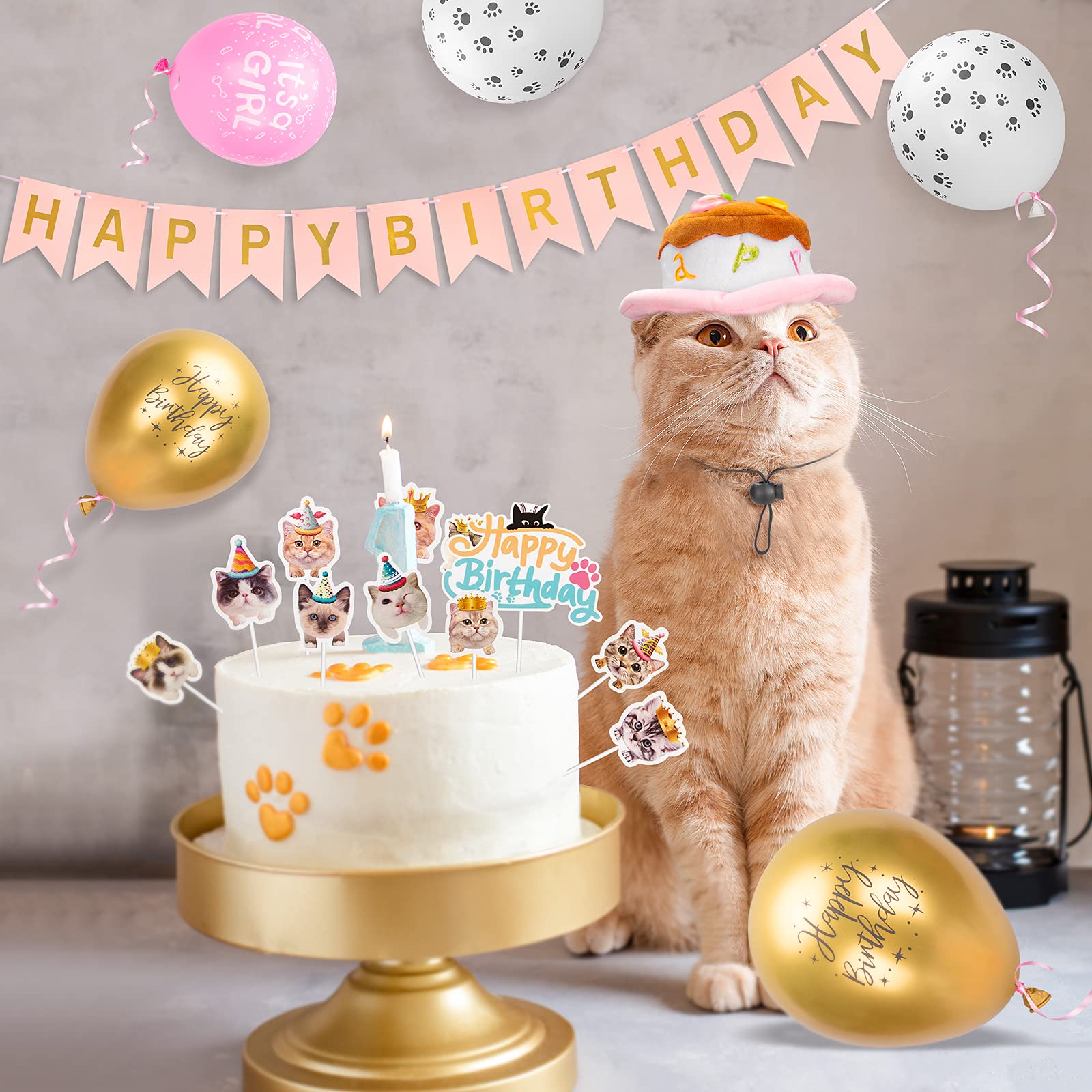 Birthday Party Cat