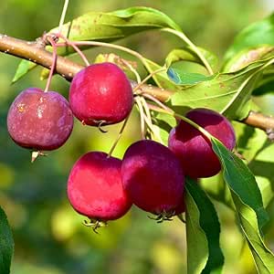 Amazon.com : 2 Dolgo Crabapple Trees Live Plants 1 to 2 Feet Height ...