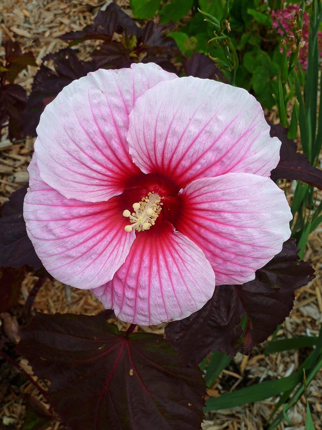 Amazon.com : Hibiscus Plant Live, Big Hardy Pink Flower Hibiscus Bush 2 ...