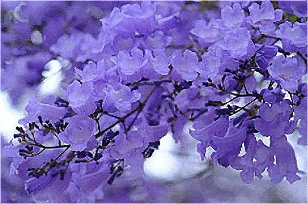 Amazon.com : Purple Mimosifolia Tree Seeds - 15 Seeds : Patio, Lawn & Garden