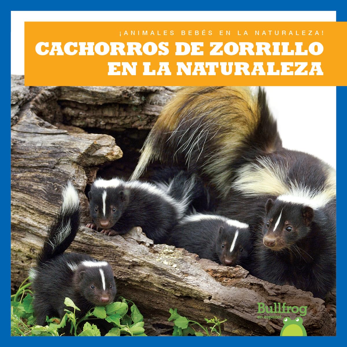 Cachorros de zorrillo en la naturaleza / Skunk Kits in the Wild ...