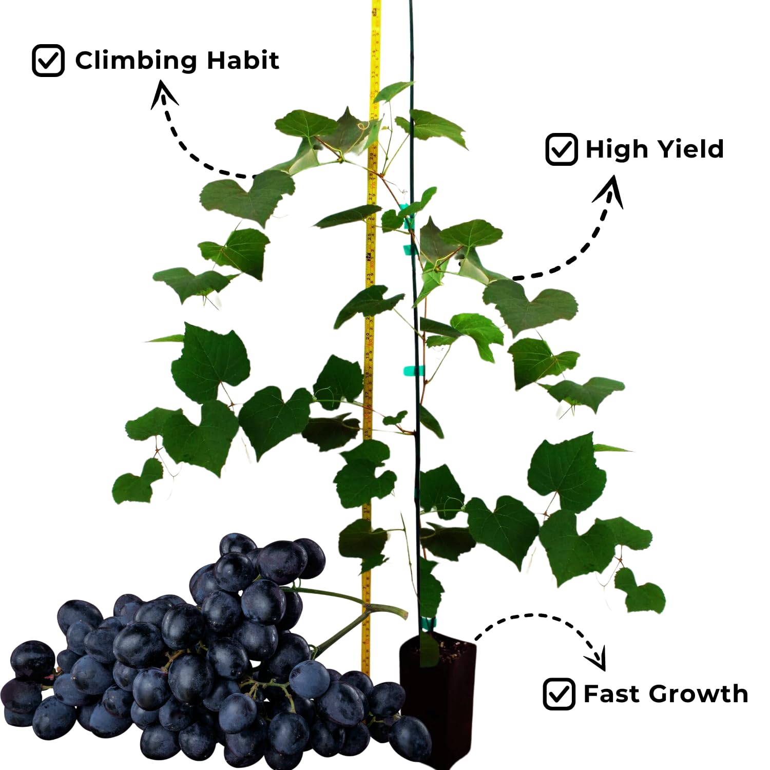 Uvas Que Crecen En Los Arboles