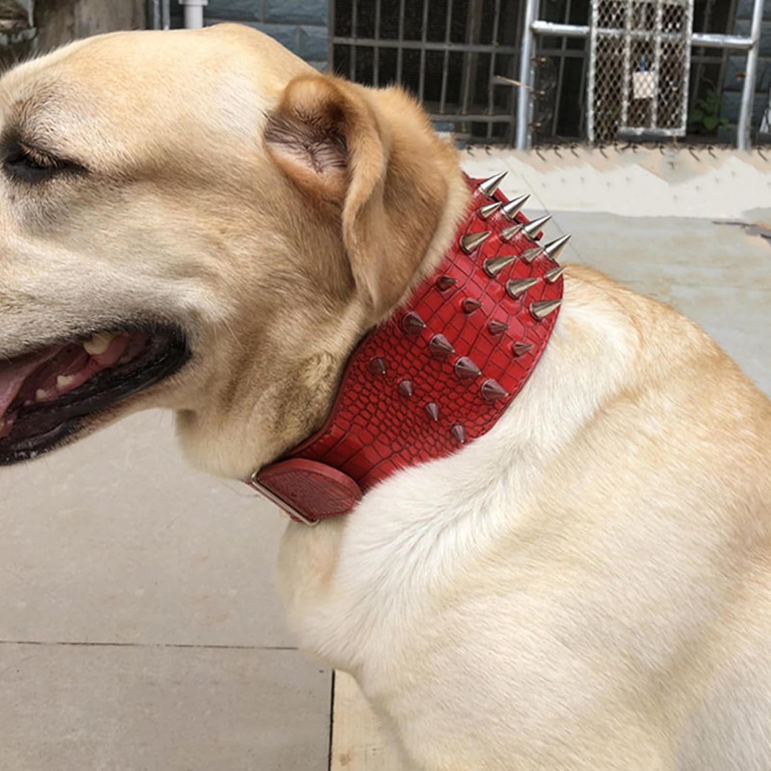Amazon.com : Anti bite Collar for Dogs : Pet Supplies