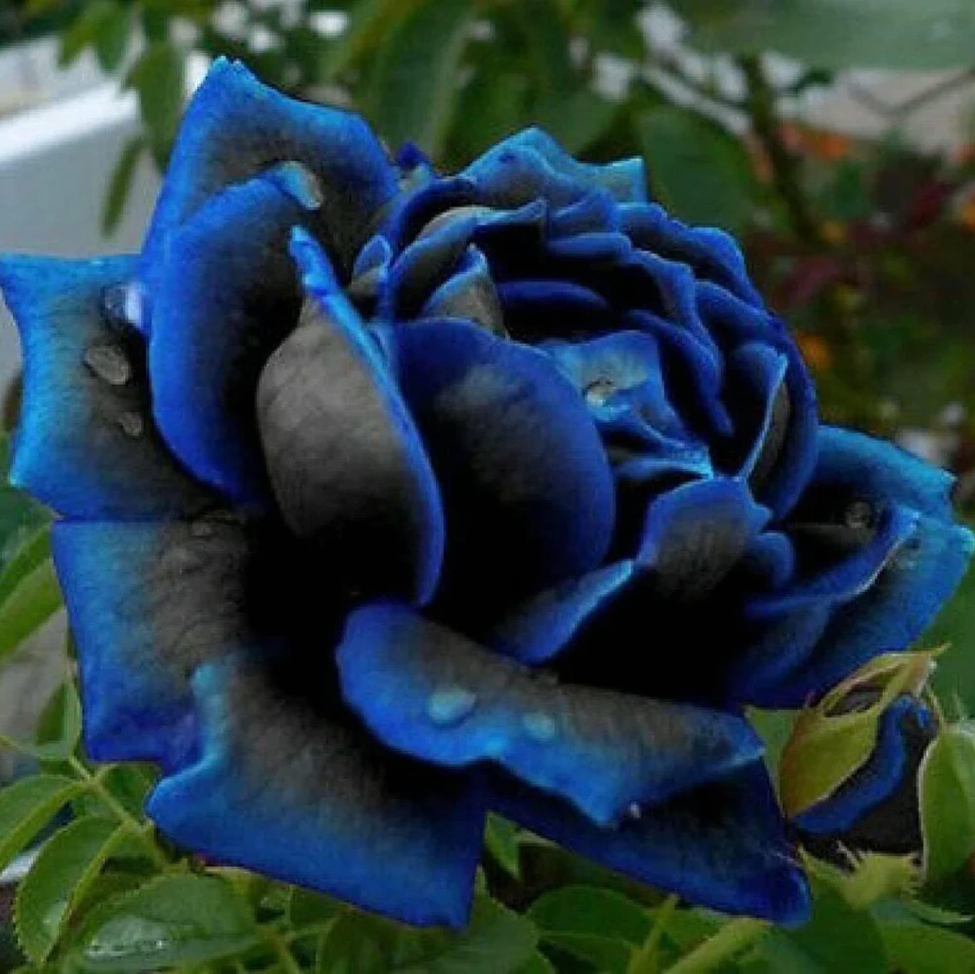 Amazon.com : CHUXAY GARDEN Midnight Blue Rose,Black and Blue Rose ...