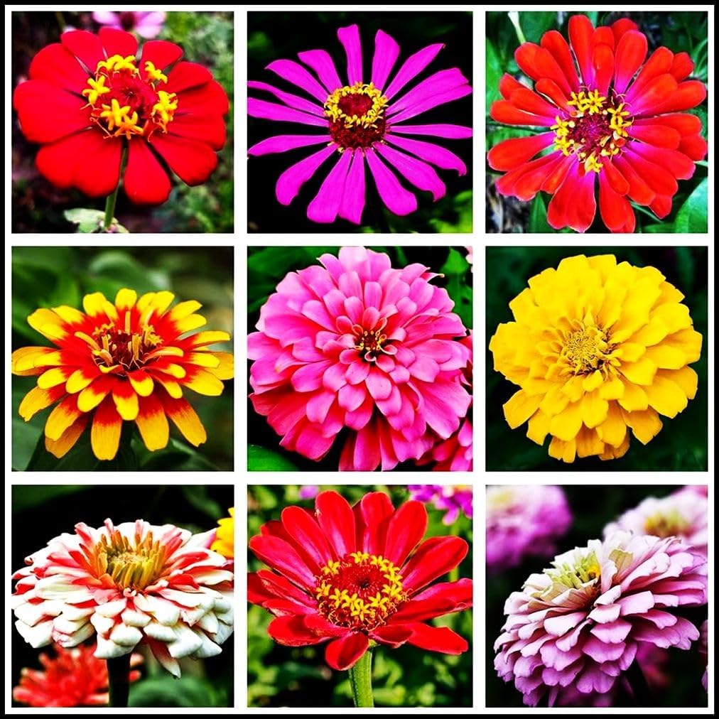 Amazon.com : Mixed Zinnia Flower Seeds Garden Decor 5 Grams : Patio ...