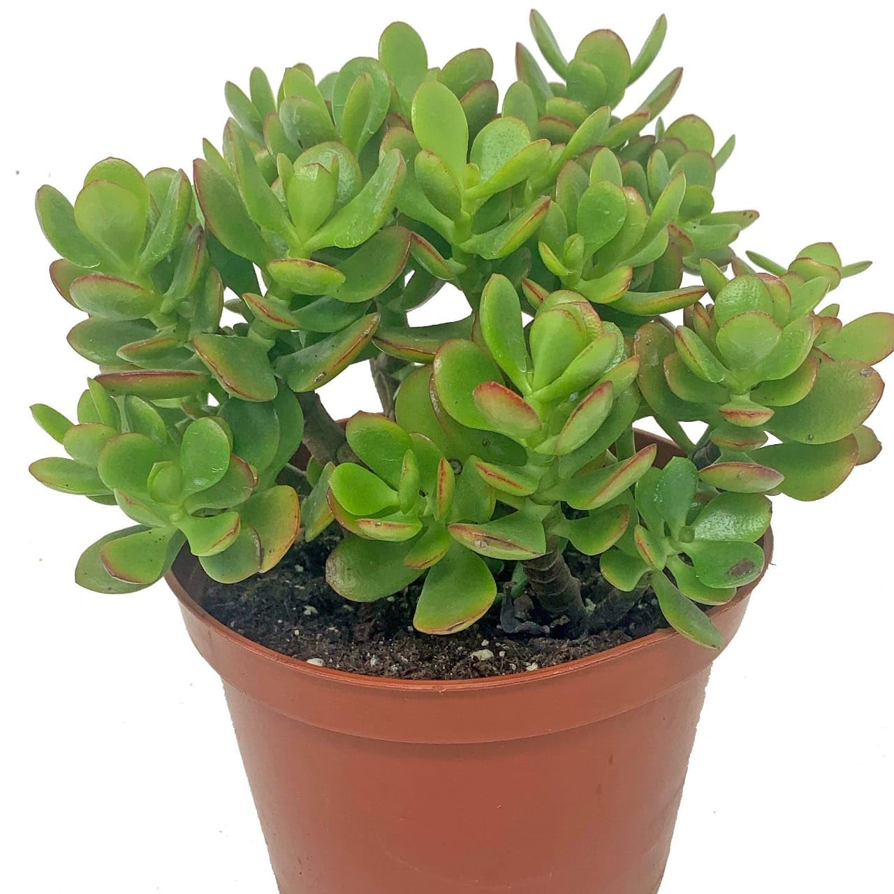 Gurveplantationi Hibiscus Gudhal Flowers Plant Varieties Tropical Hardy ...