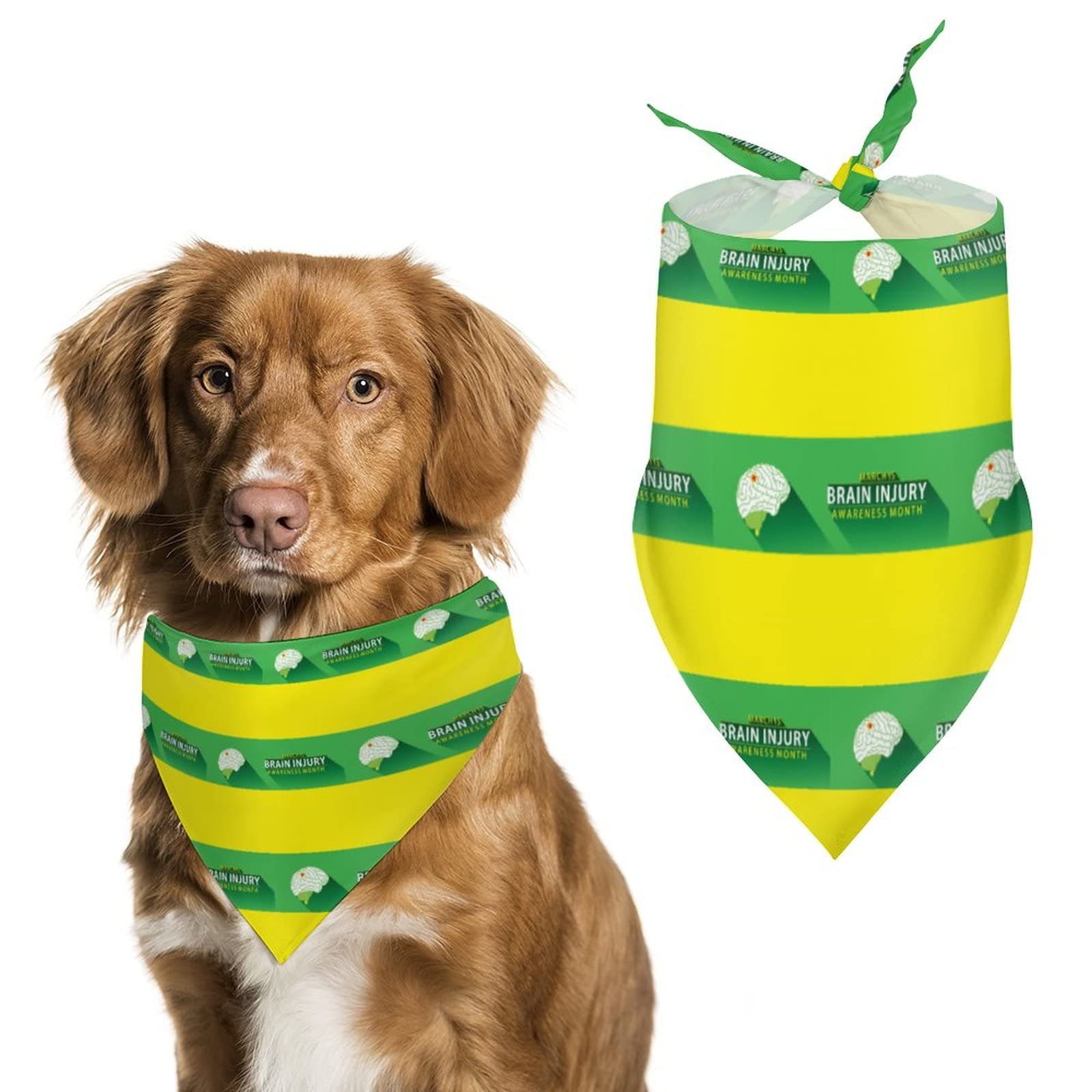 Can Dogs Get Brain Damage