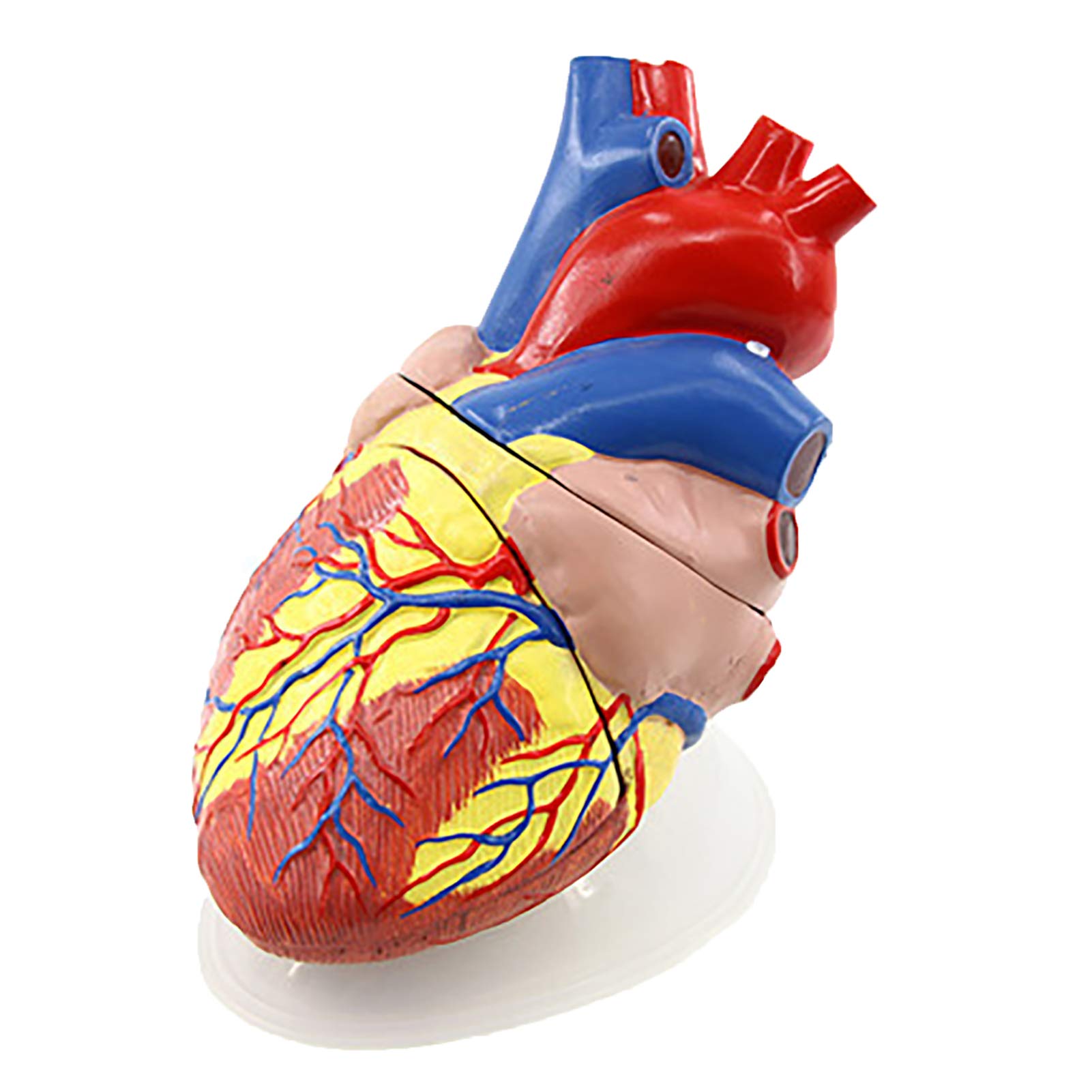 Buy JL Human Heart Model, 1:1 Human Heart Model, 3-Part Heart Medical ...