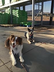 Behavior Adjustment Training 2.0: New Practical Techniques for Fear ...