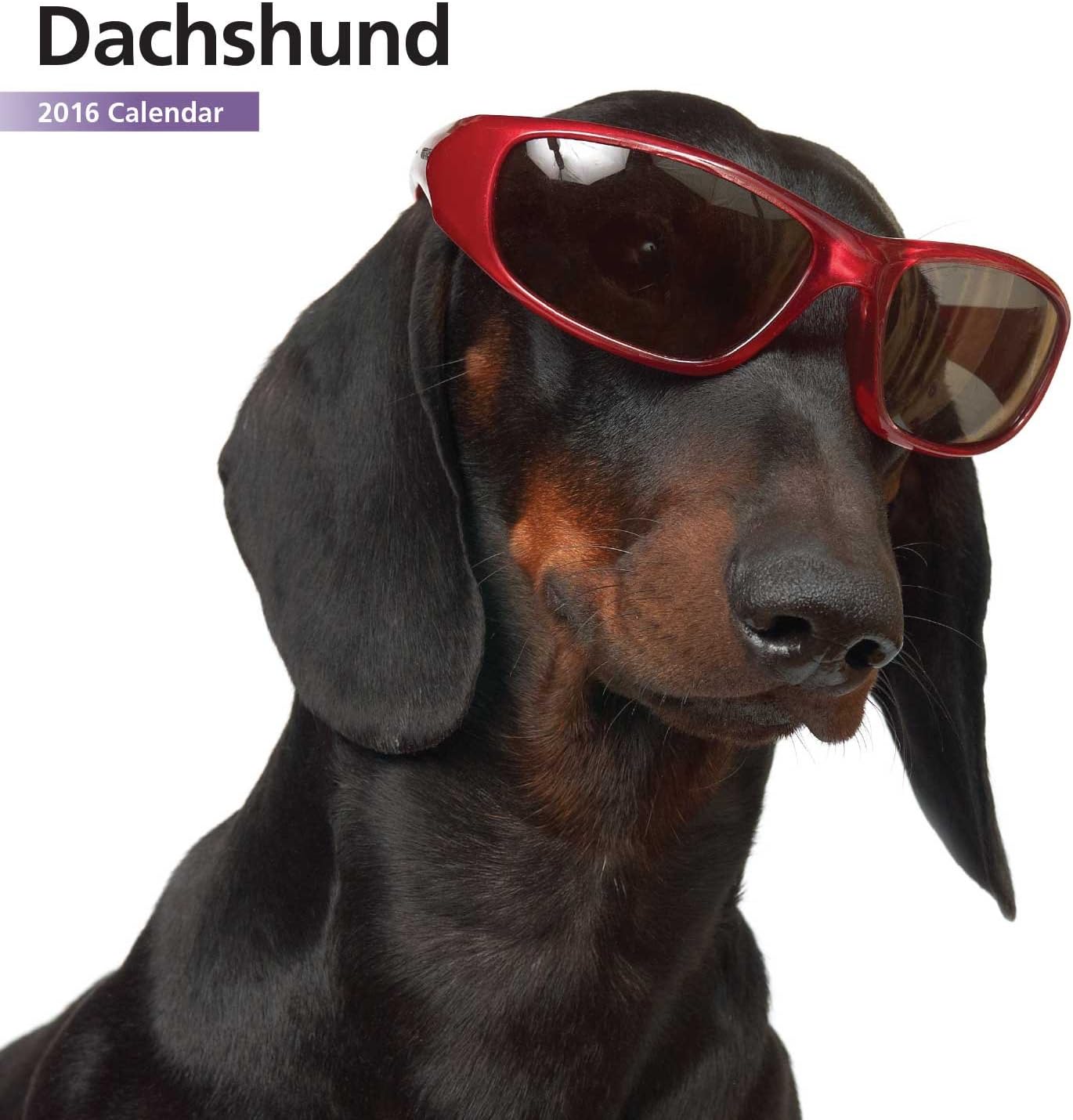 Amazon.com: Dachshund Mini Calendar 12 Month 2016 : Office Products