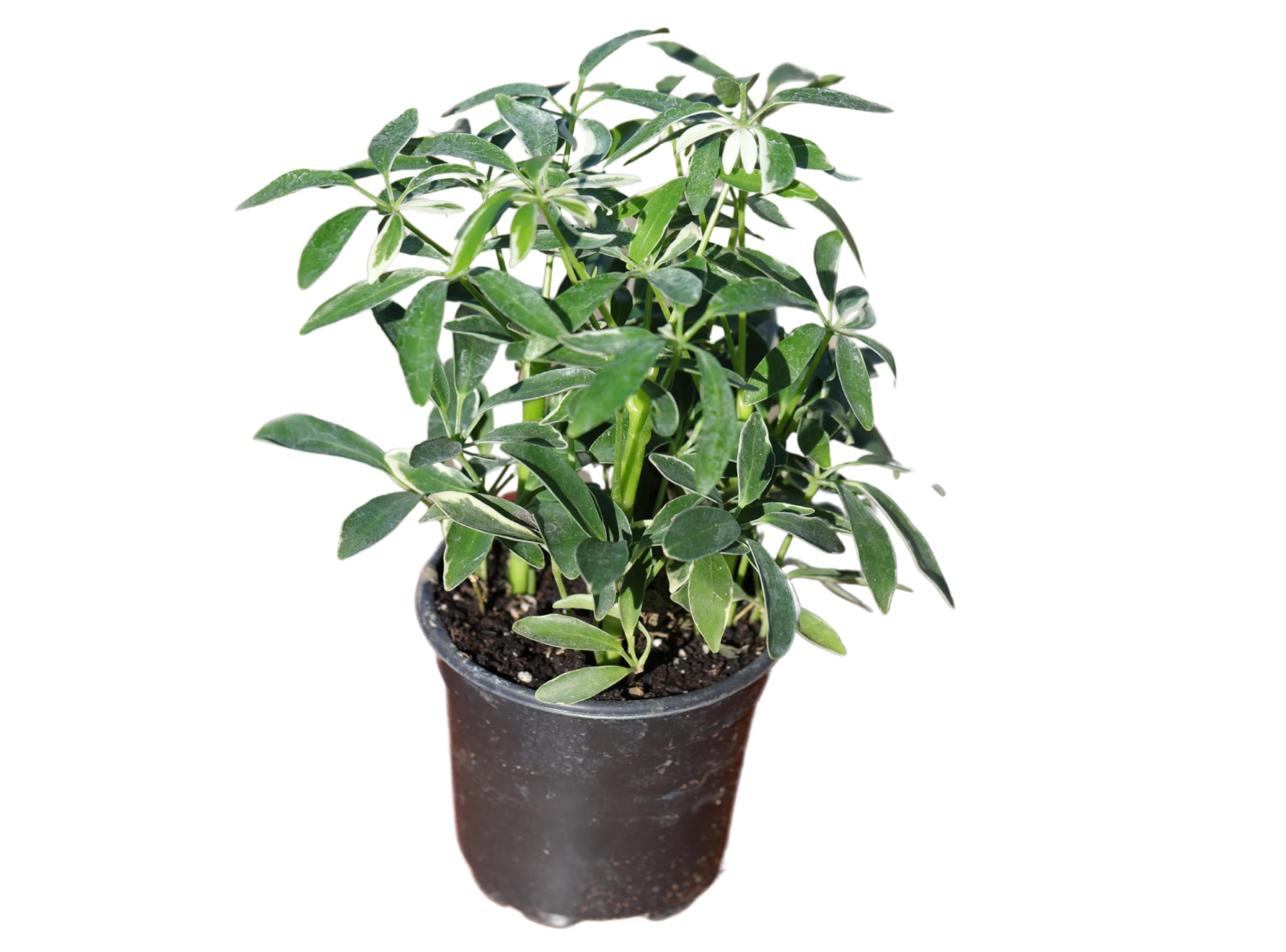 Amazon.com : PLANTVERS Schefflera Moondrop in a 6" Nursery Pot ...
