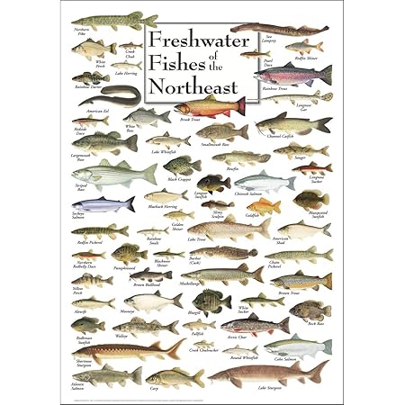 Amazon.com: Earth Sky + Water Poster - Freshwater Fishes of The Mid ...
