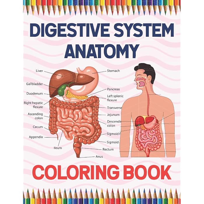 Buy Digestive System Anatomy Coloring Book: Human Digestive System ...