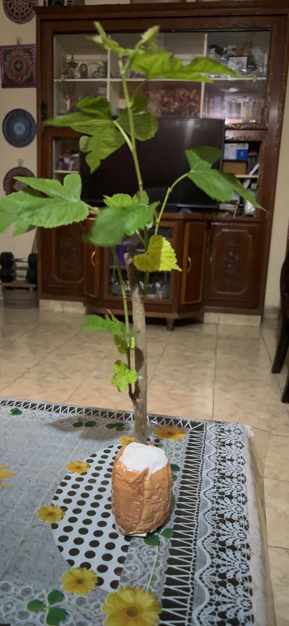 Bahan Traders Air Layered/Grafted Dwarf Sweet Shahtoot Tree All Season ...