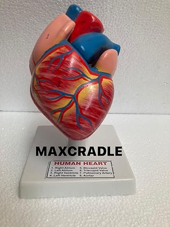 Human Small heart Model : Amazon.in: Industrial & Scientific
