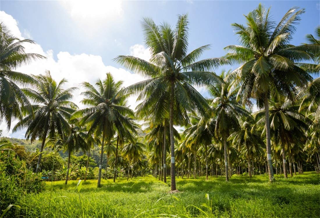 Yeele 7x5ft Spring Photography Background Coconut Field Sunshine ...