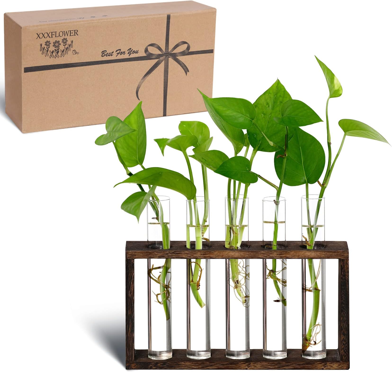 XXXFLOWER Plant Propagation Station Terrarium with Test Tube Desktop ...