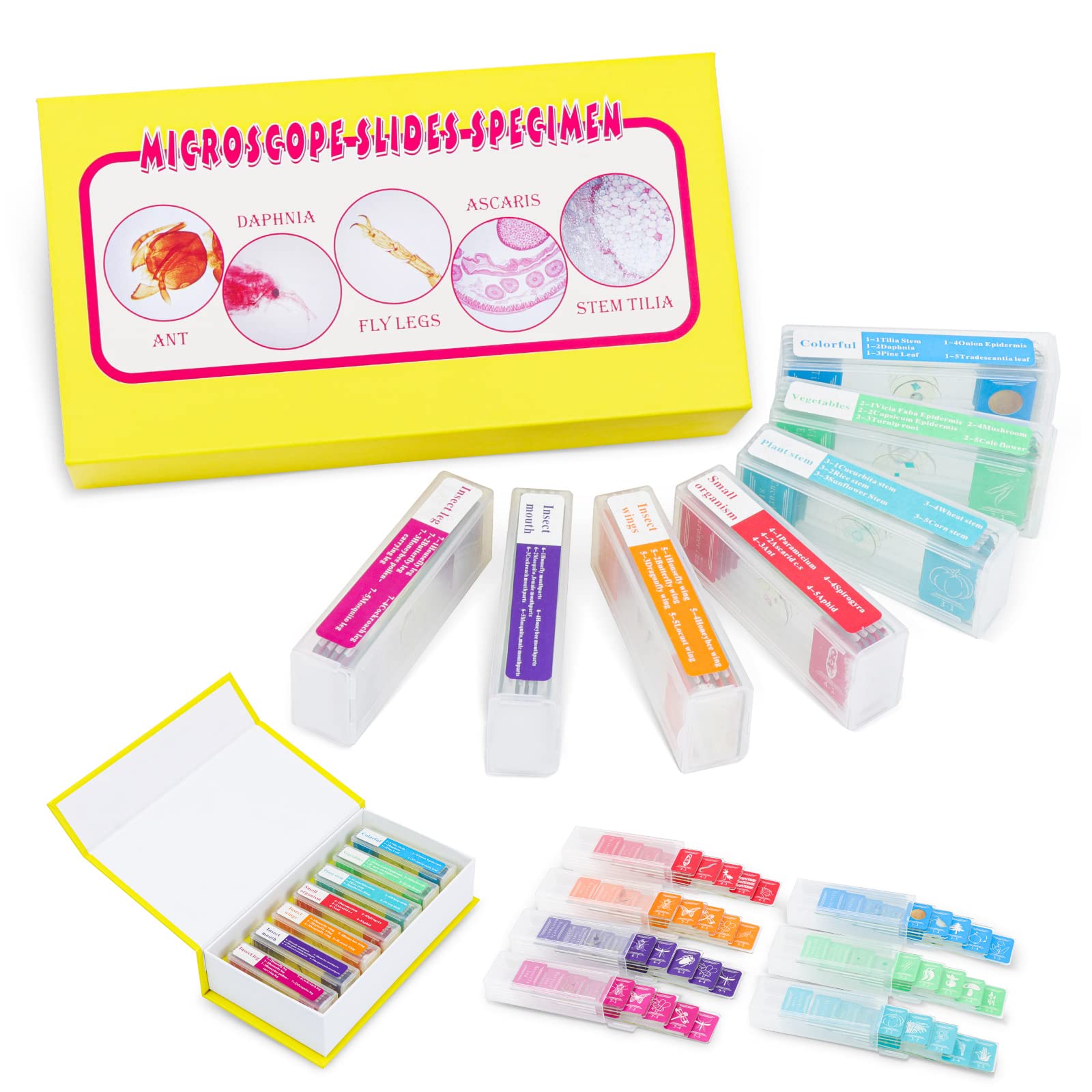 Buy Micro Biological Slides, 35 Pieces Set, Prepared Specimens ...