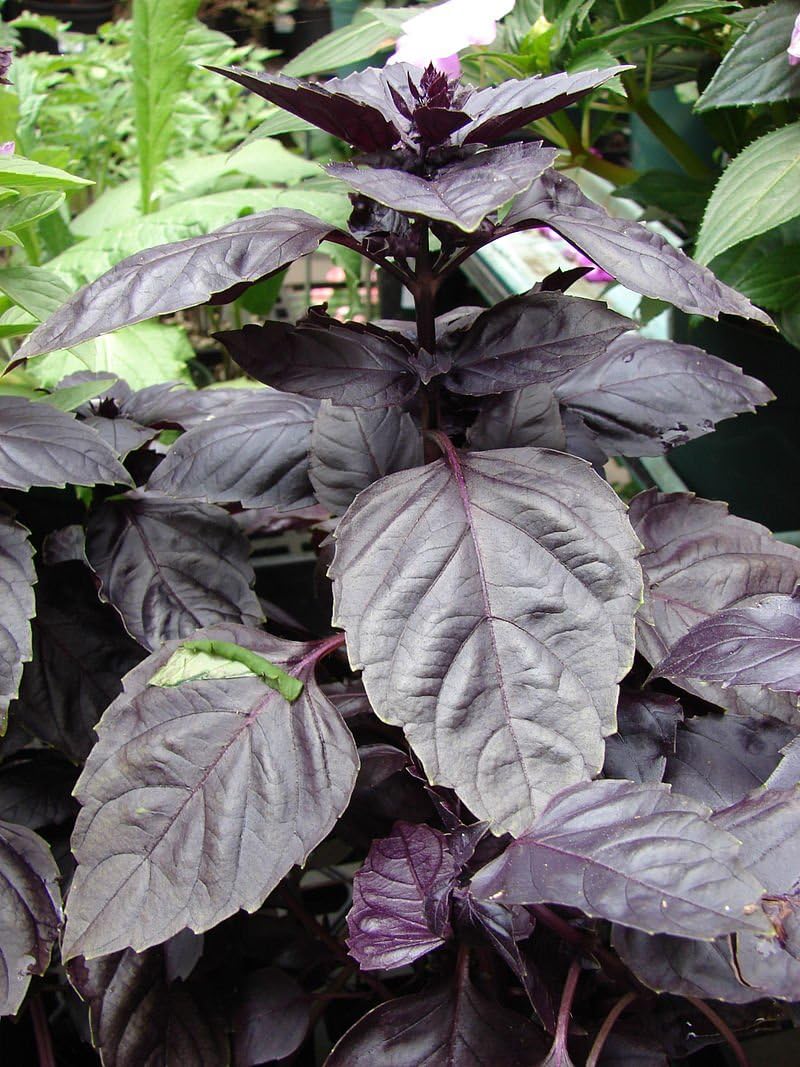 Ocimum basilicum purpureum, Purple Basil - Dark Opal, 1g Approx 700 ...