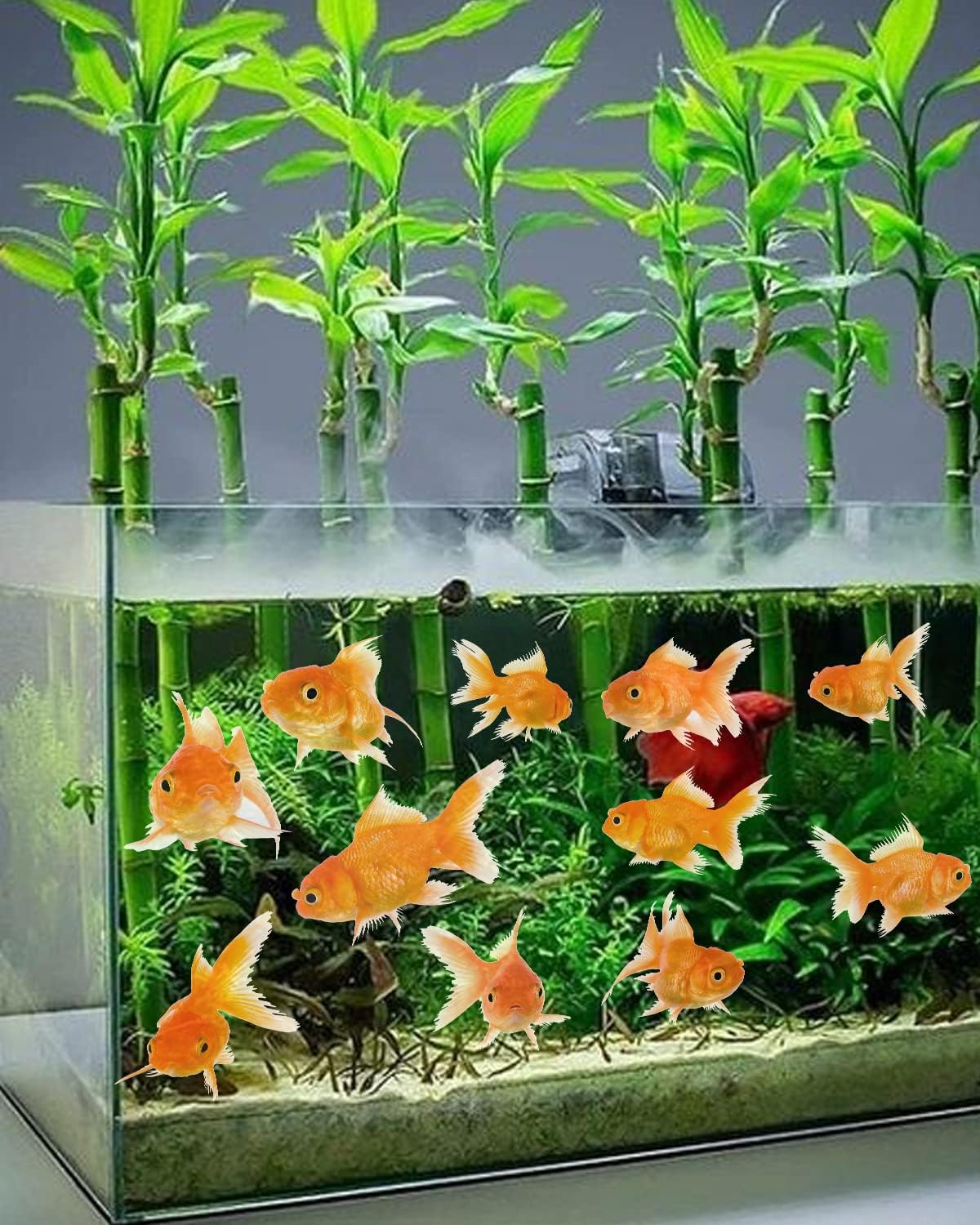 Small Goldfish Decal Sticker Peel and Stick Wall Decor Goldfish Wall ...