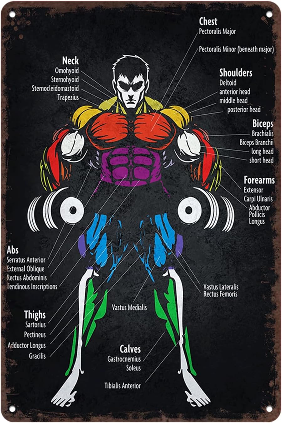 Amazon.com: Muscle Anatomy Chart Artworkout Vintage Gym Tin Sign - Man ...