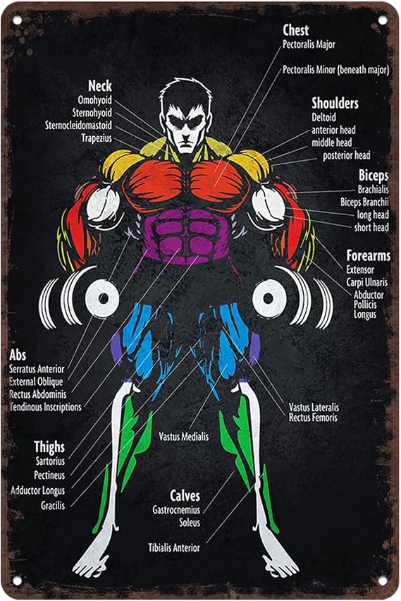 Amazon.com: Muscle Anatomy Chart Artworkout Vintage Gym Tin Sign - Man ...