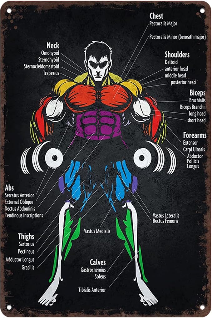 Amazon.com: Muscle Anatomy Chart Artworkout Vintage Gym Tin Sign - Man ...