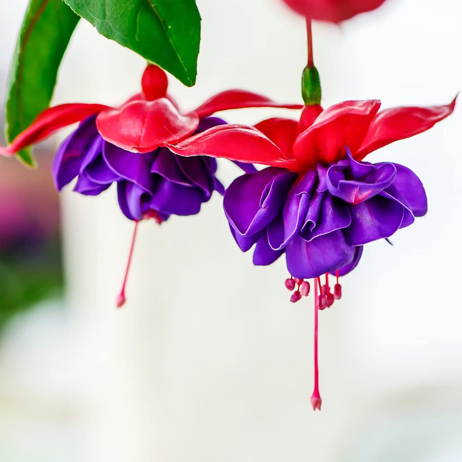 Amazon.com : QAUZUY GARDEN Fuchsia Seeds for Planting 50 Pcs Purple Red ...