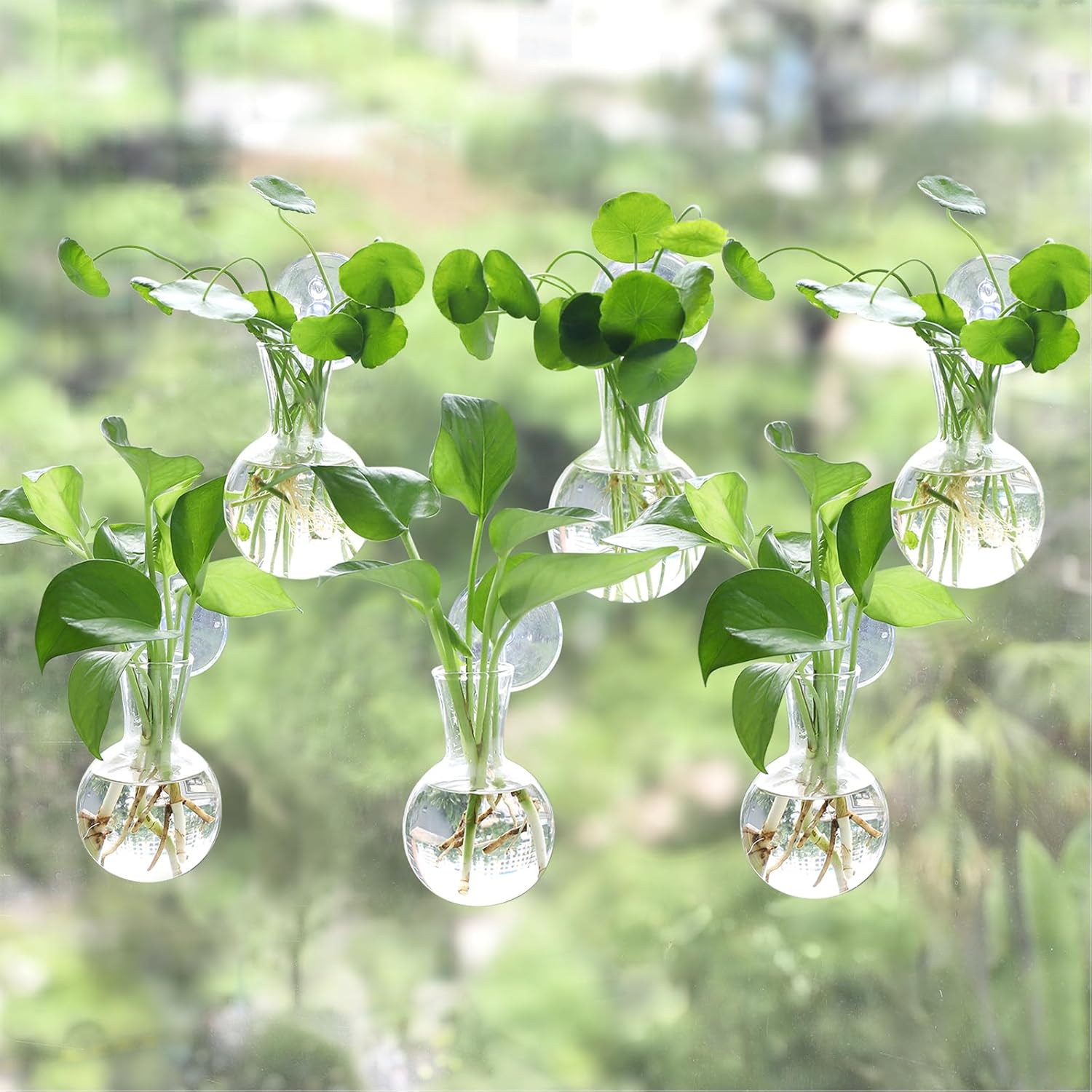 Amazon.com: Bunmery 6 pcs Window Propagation Stations, Easy to Install ...