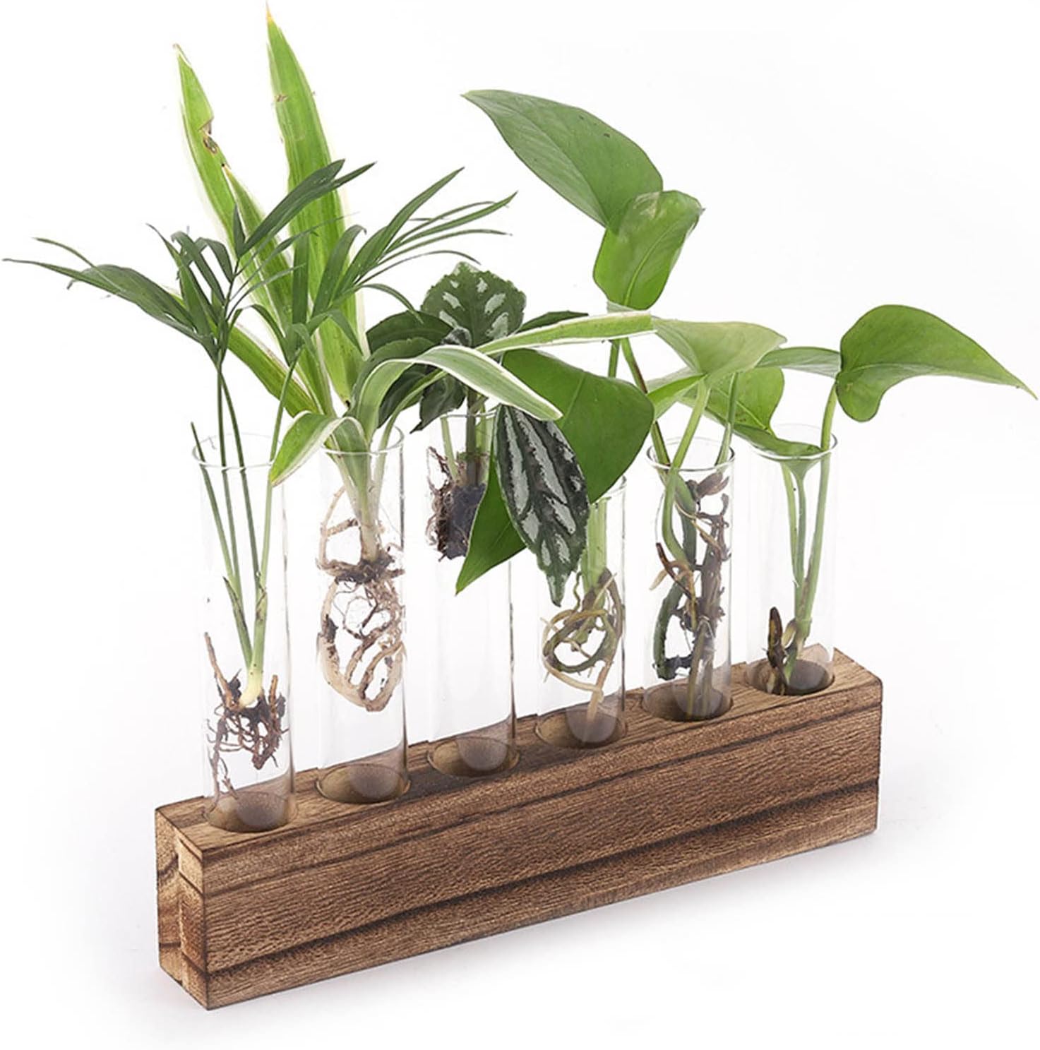 Betued Glass Plant Propagation Station, Visible Plant Propagation Tubes ...