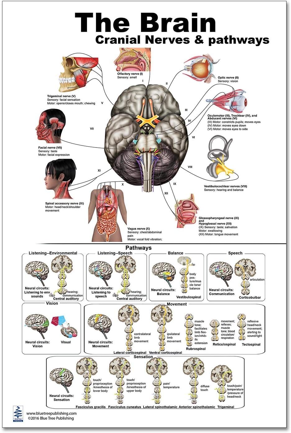 Amazon.com: Blue Tree Publishing The Brain Poster 24x36inch, Waterproof ...