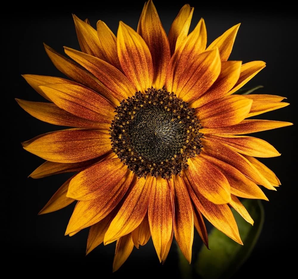 Amazon.com : Sunflower Seeds for Planting - Grow Unique Sun Flowers in ...