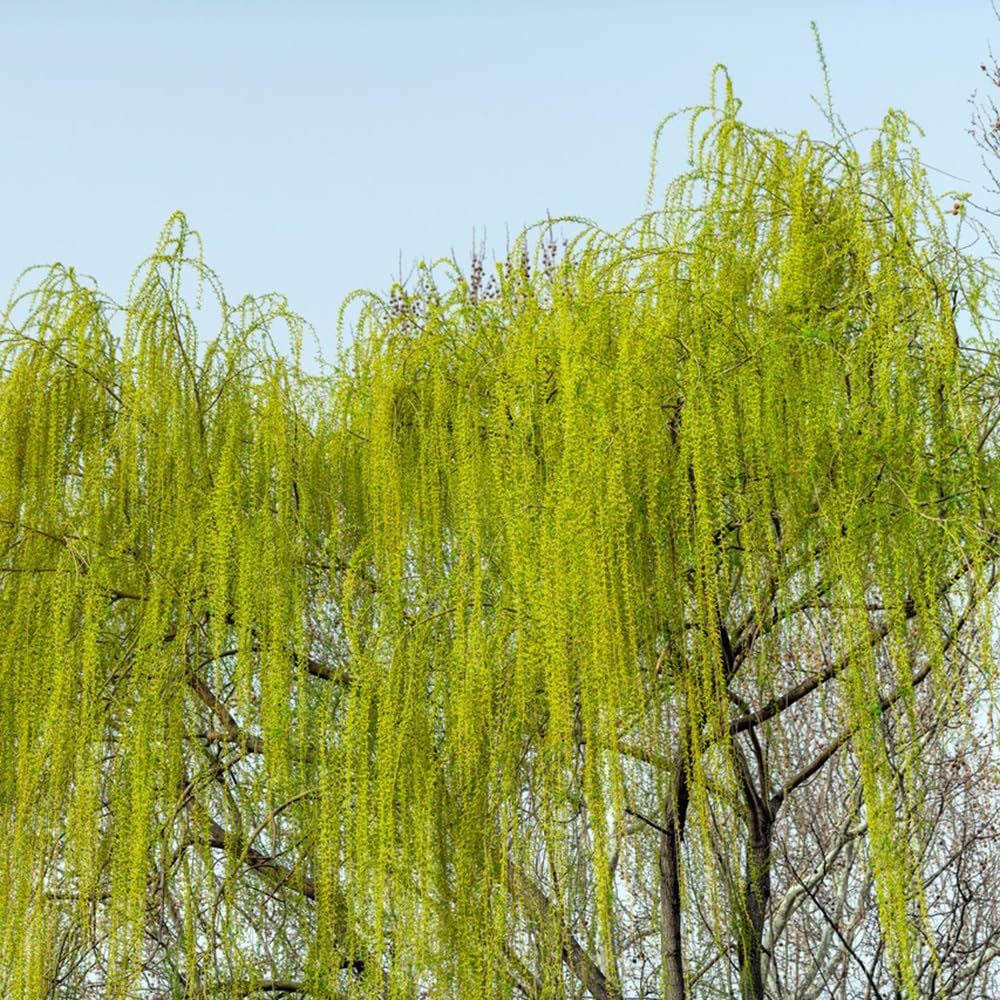 Weeping Willow Seeds 12 Common Species Of Willow Trees And Shrubs