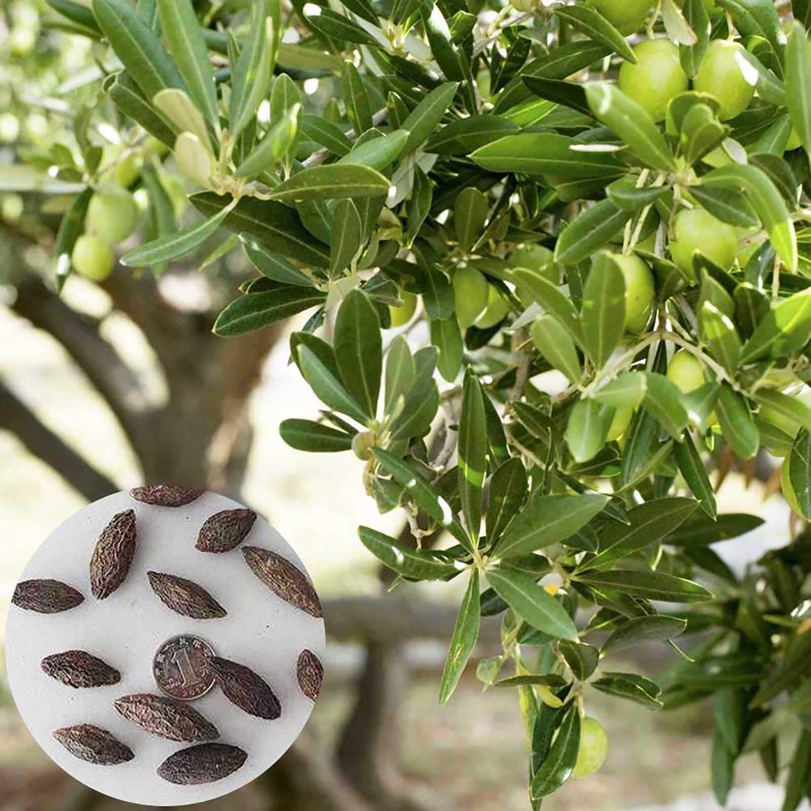 YAYOYO 1 Bag Olive Tree Seeds,Rustic Nutritious Symbolic Plant Seeds ...